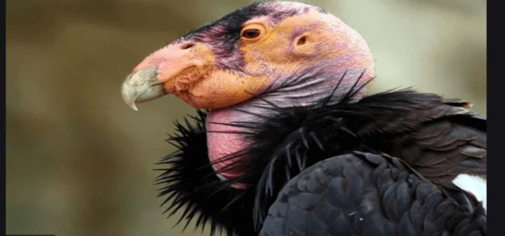 Endangered Birds in North America - Bird Eden